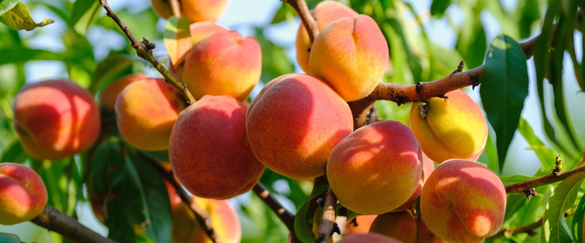 Best Time to Enjoy Fresh Peaches? When Are Peaches in Season and How to ...